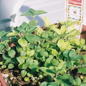 Italian Oregano Culinary Herb Plant in a 4" Pot---punch up Your Sauces ...