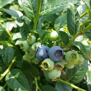 Reka Blueberry Plants in a 3.5"---ready for Planting!!! - Etsy
