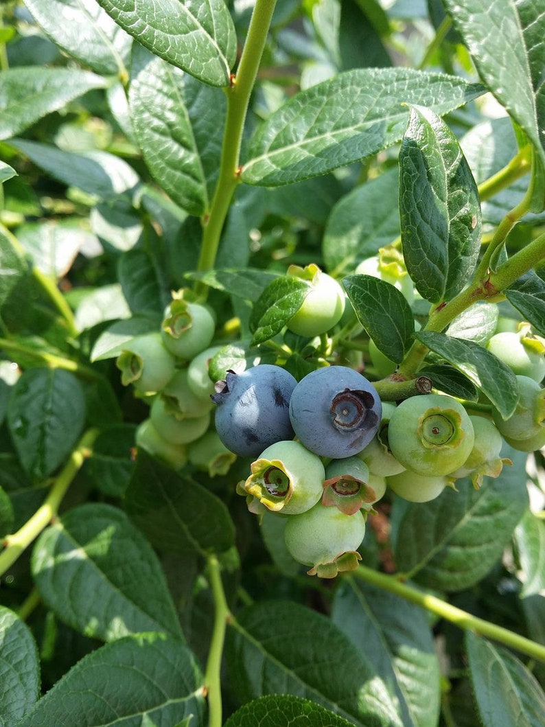 Reka Blueberry Plants in a 3.5"---ready for Planting!!! - Etsy