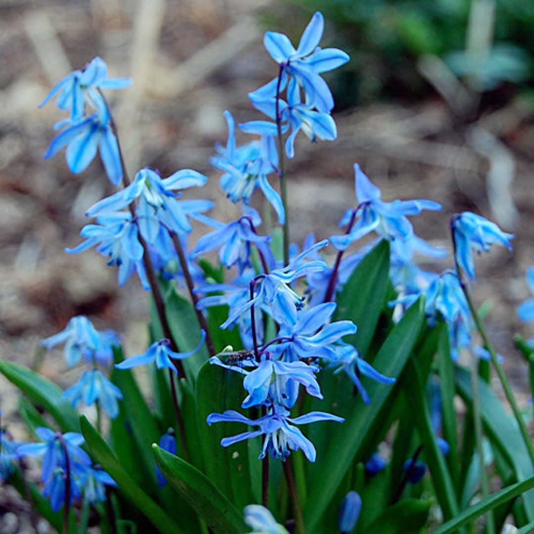 Siberian Squill Bulbs, You Choose Amount! - Etsy