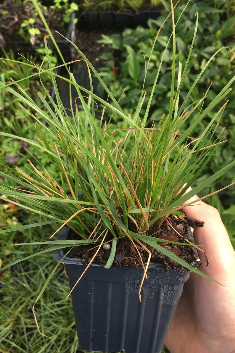 Hamlen Grass in 4 Inch Containers/ Dwarf Fountain Grass - Etsy