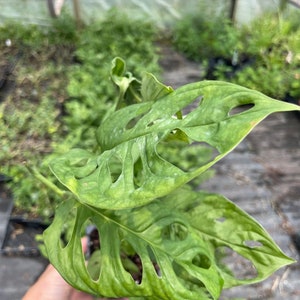 Monstera Oblique Expilata Plant in 3.5 Inch Size Pots/tropical Plant ...