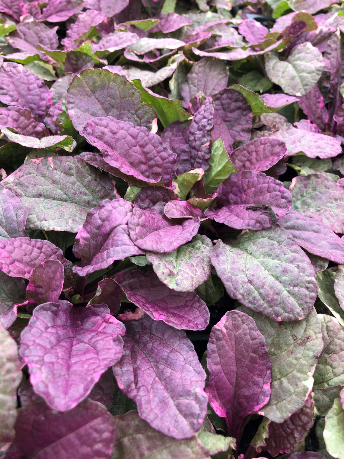Burgundy Glow: Ajuga R - 3.5 Inch Pots--one Plant per Pot, You Choose ...