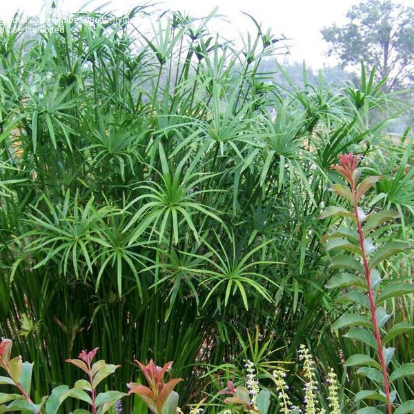 Papyrus Plant - Etsy