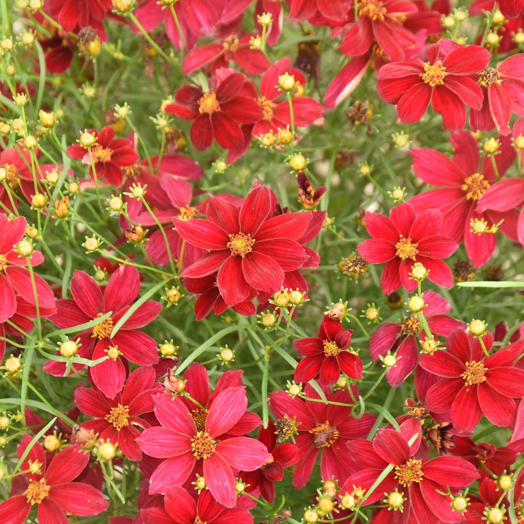 Coreopsis "red Satin" in Trade One Gallon Pots (0.667 Gallons of ...