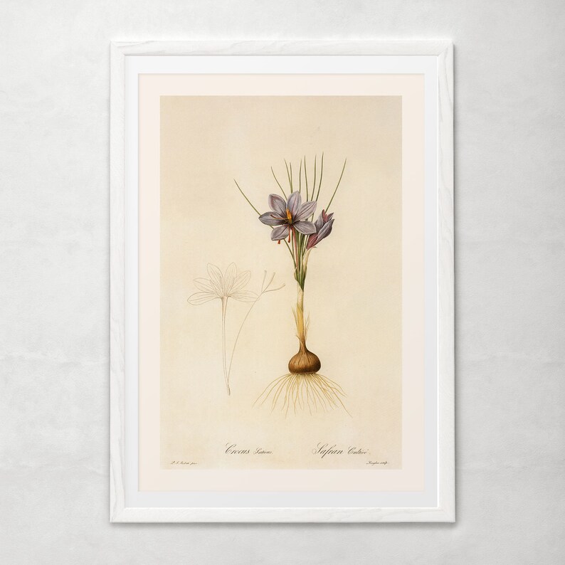 SAFFRON CROCUS POSTER Flower Art Print French Garden | Etsy