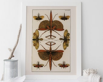Entomology Wall Art - Etsy