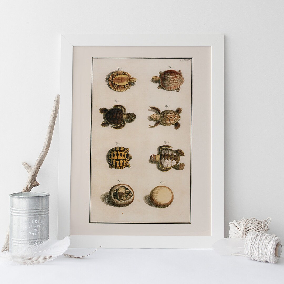 VINTAGE TURTLES PRINT, Antique Nature Print, Professional Reproduction ...