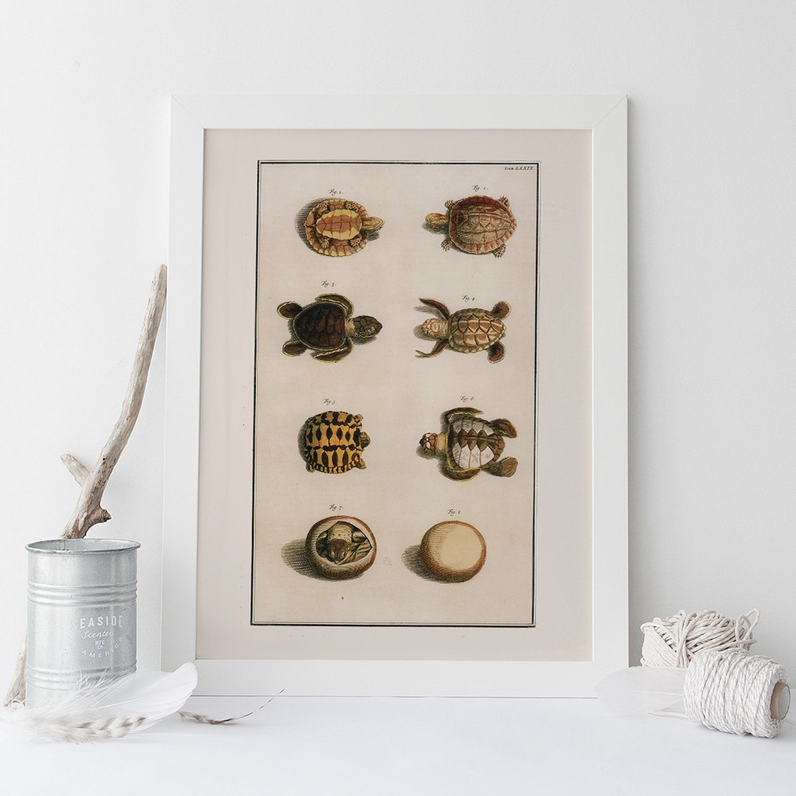 VINTAGE TURTLES PRINT Antique Nature Print Professional | Etsy