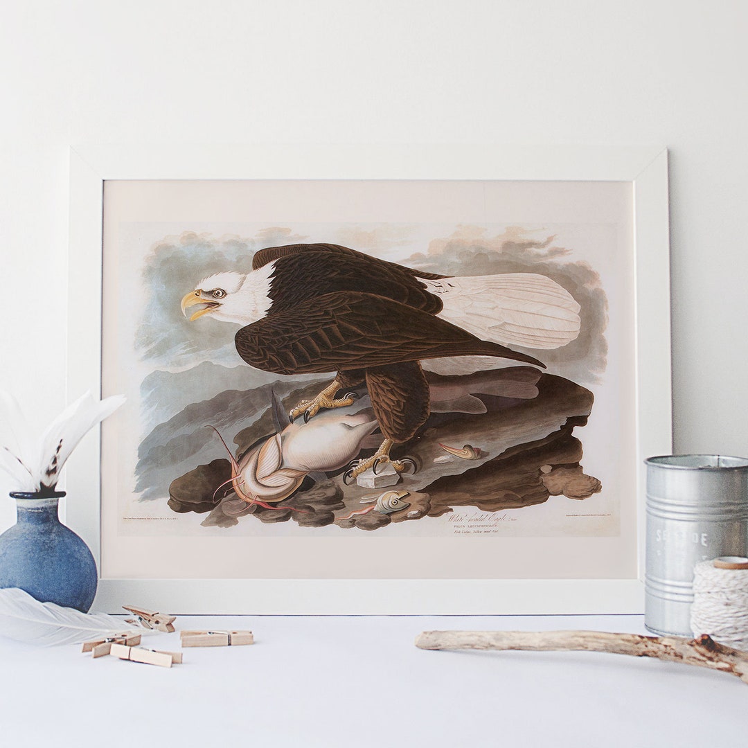 VINTAGE EAGLE PRINT, White-headed Eagle, Male, Bald Eagle, Audubon ...