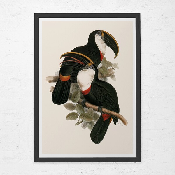 Toucan Print - Etsy