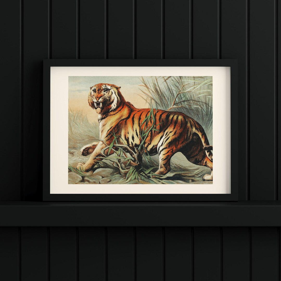 BENGAL TIGER PRINT, Dark Academia Decor, Antique Victorian Wildlife Art ...