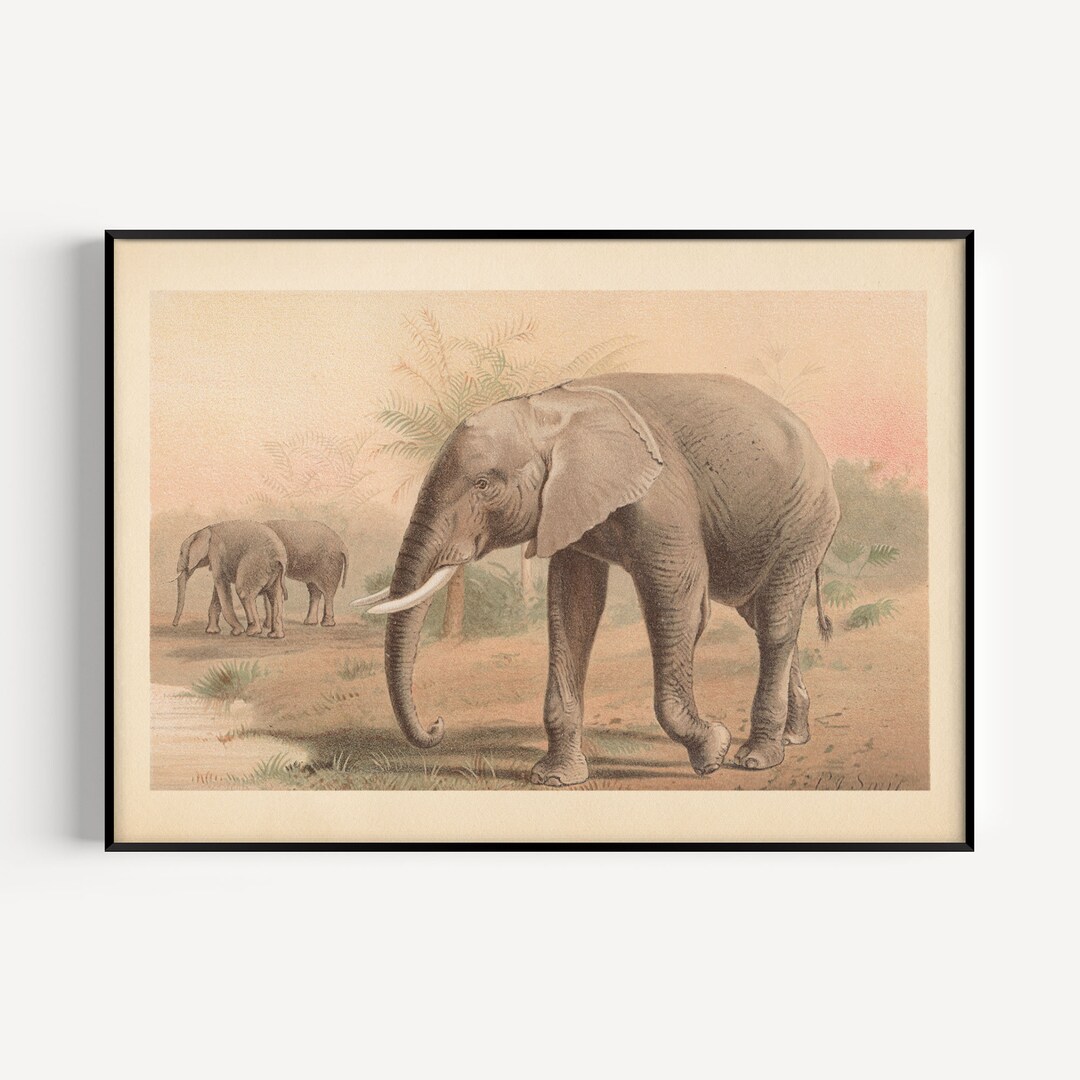 VINTAGE ELEPHANT POSTER, Antique African Elephant Print, Mammalogy ...