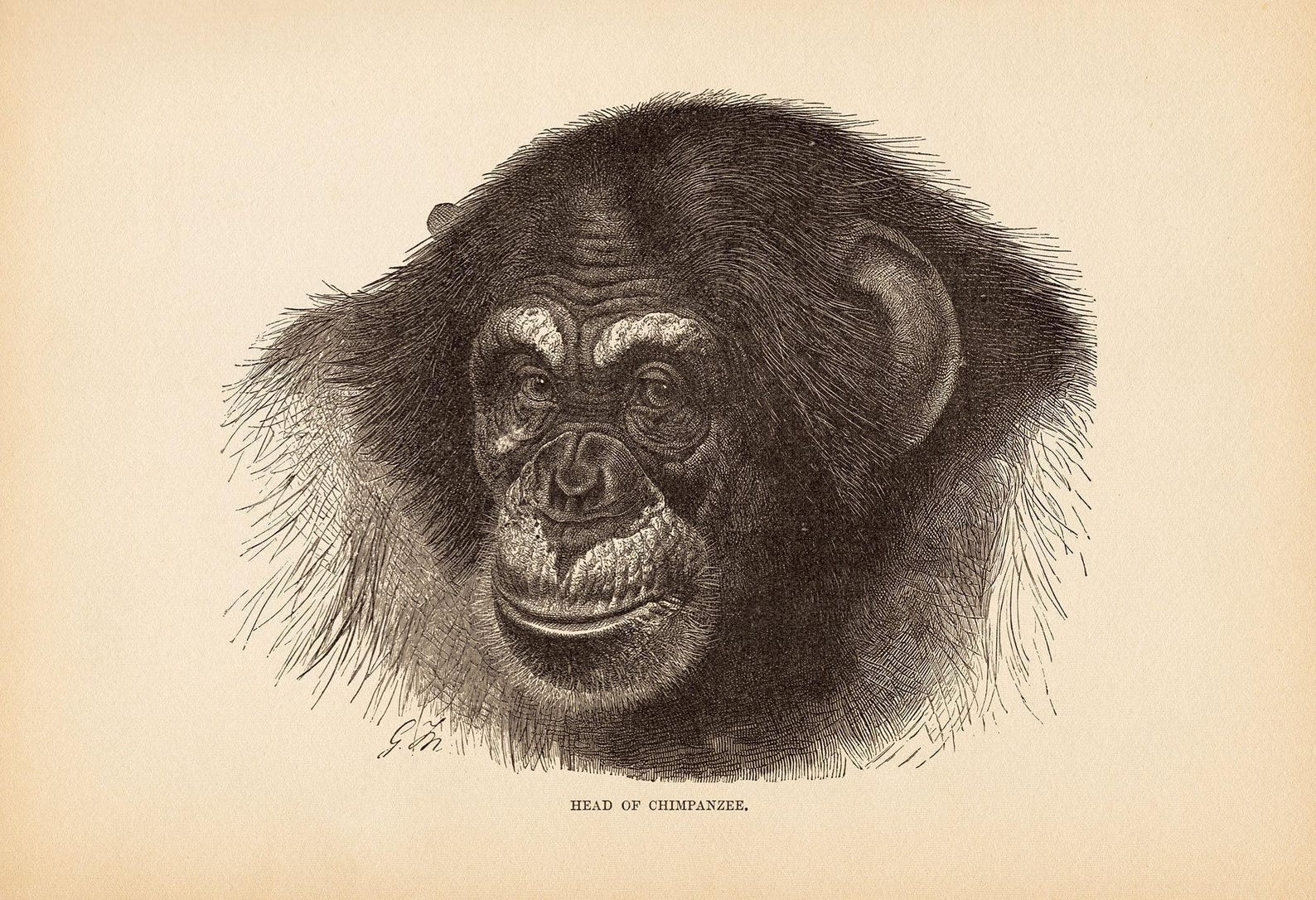 ANTIQUE ZOOLOGY PRINT, Vintage Chimpanzee Print, Antique Mammalogy ...