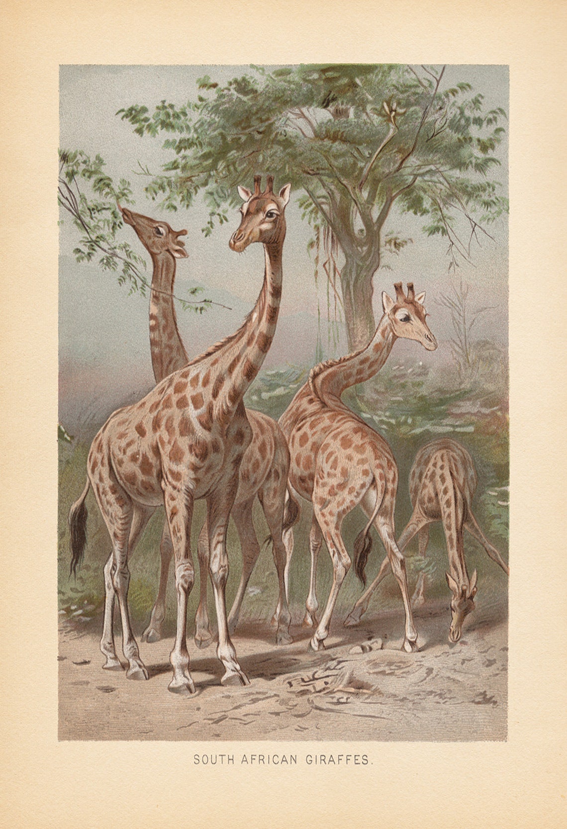 VINTAGE GIRAFFE PRINT Antique Zoology Print Antique Animal - Etsy