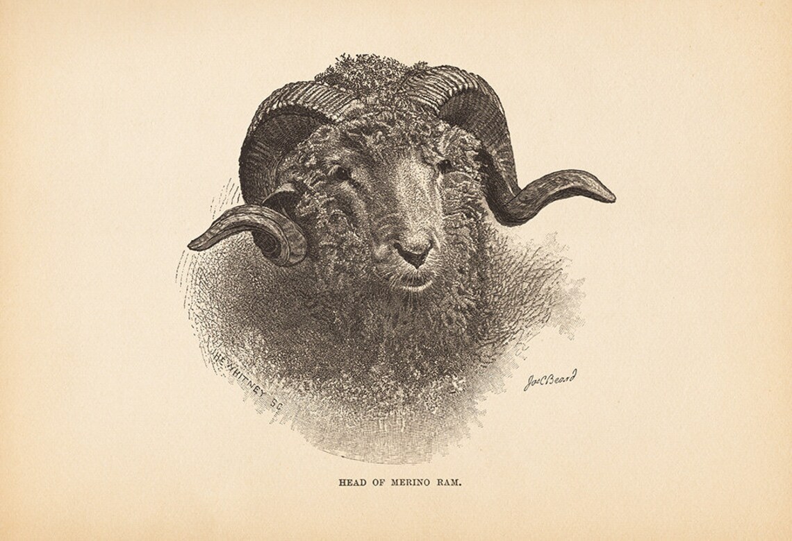 ANTIQUE ZOOLOGY PRINT Vintage Merino Ram Print Antique - Etsy
