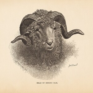 ANTIQUE ZOOLOGY PRINT Vintage Merino Ram Print Antique - Etsy