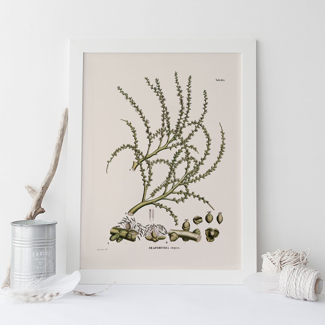 ANTIQUE NATURE ILLUSTRATION Seaforthia Elegans Floral Wall - Etsy