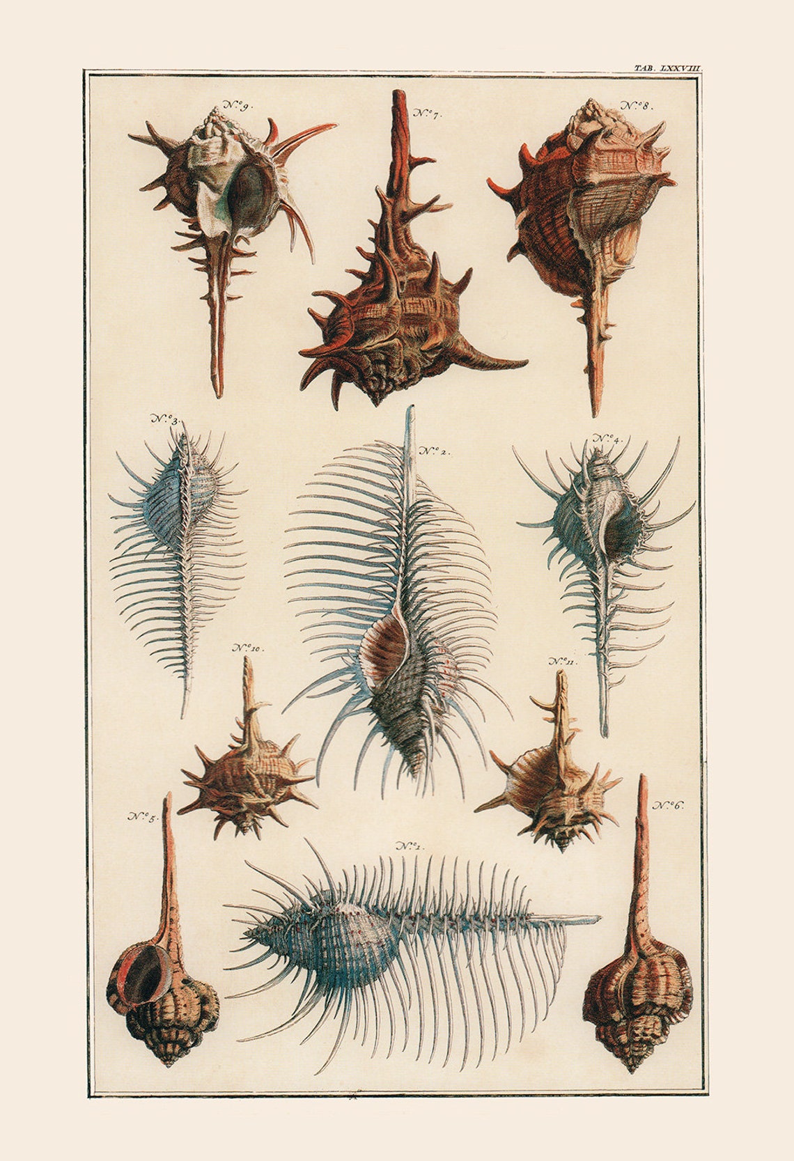 VINTAGE SEASHELL PRINT Antique Seashell Print Professional - Etsy