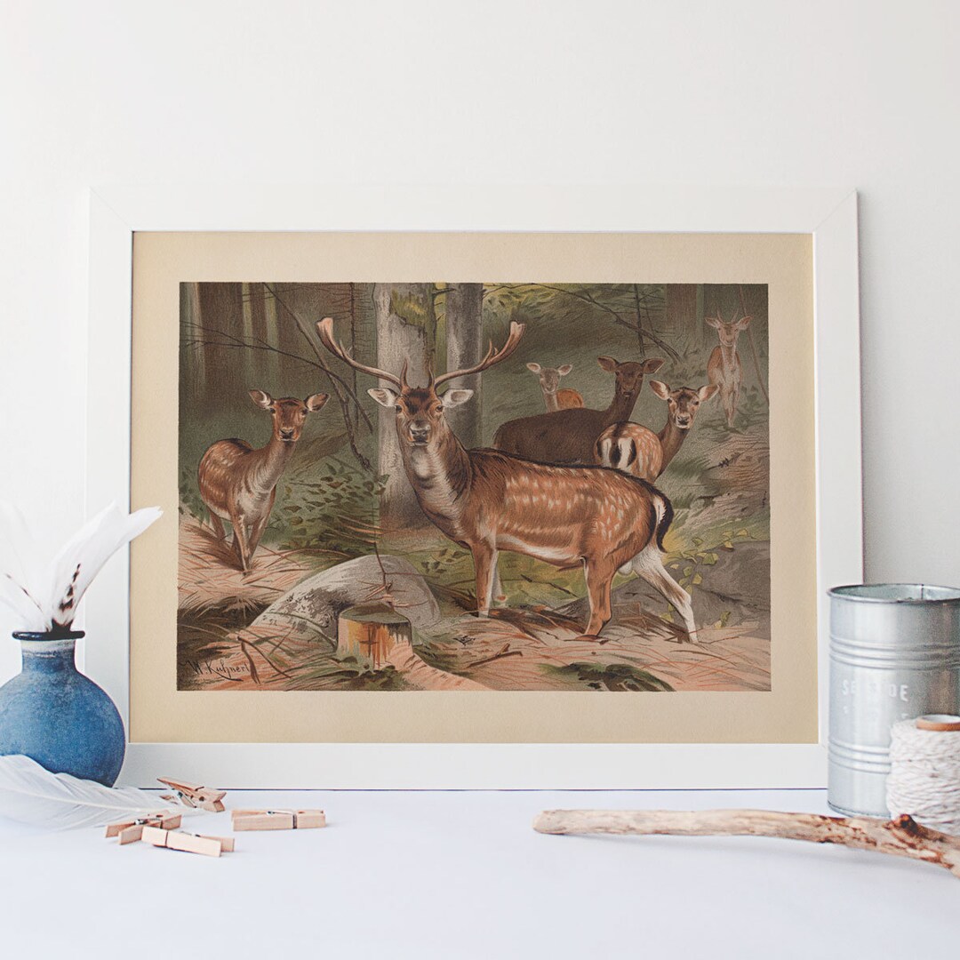 ANTIQUE ZOOLOGY PRINT Vintage Fallow Deer Print Antique - Etsy