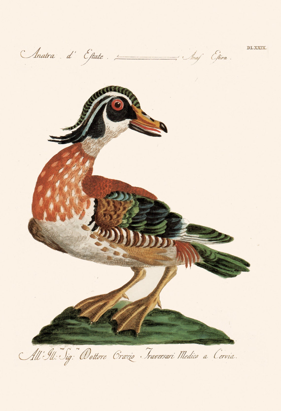 ANTIQUE DUCK PRINT Vintage Ornithology Print Antique Bird - Etsy