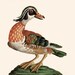 ANTIQUE DUCK PRINT, Vintage Ornithology Print, Antique Bird Print ...