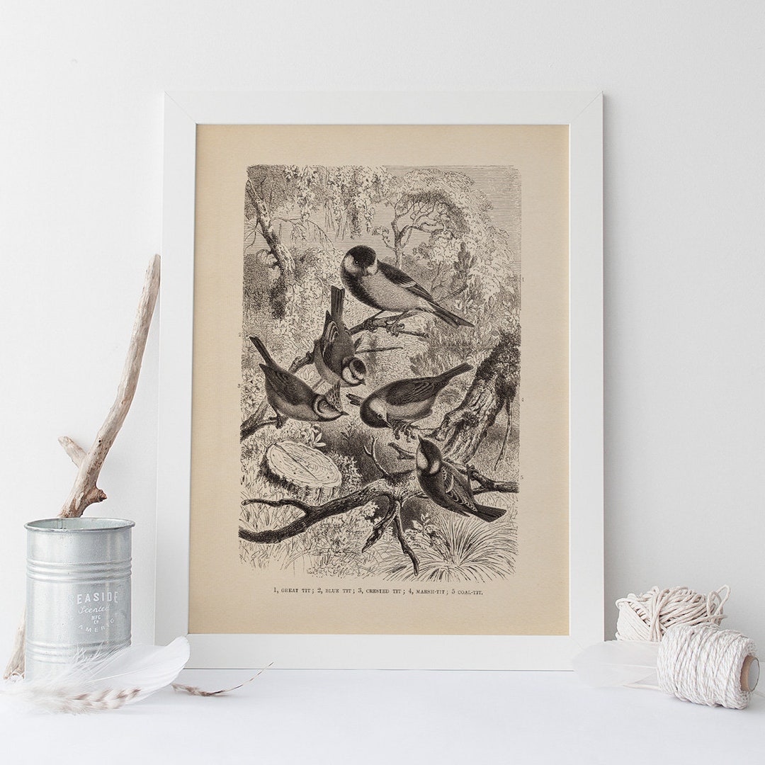 ANTIQUE ZOOLOGY PRINT Vintage Tit Birds Print Antique Ornithology ANTIQUE ZOOLOGY PRINT Vintage Tit Birds Print Antique Ornithology