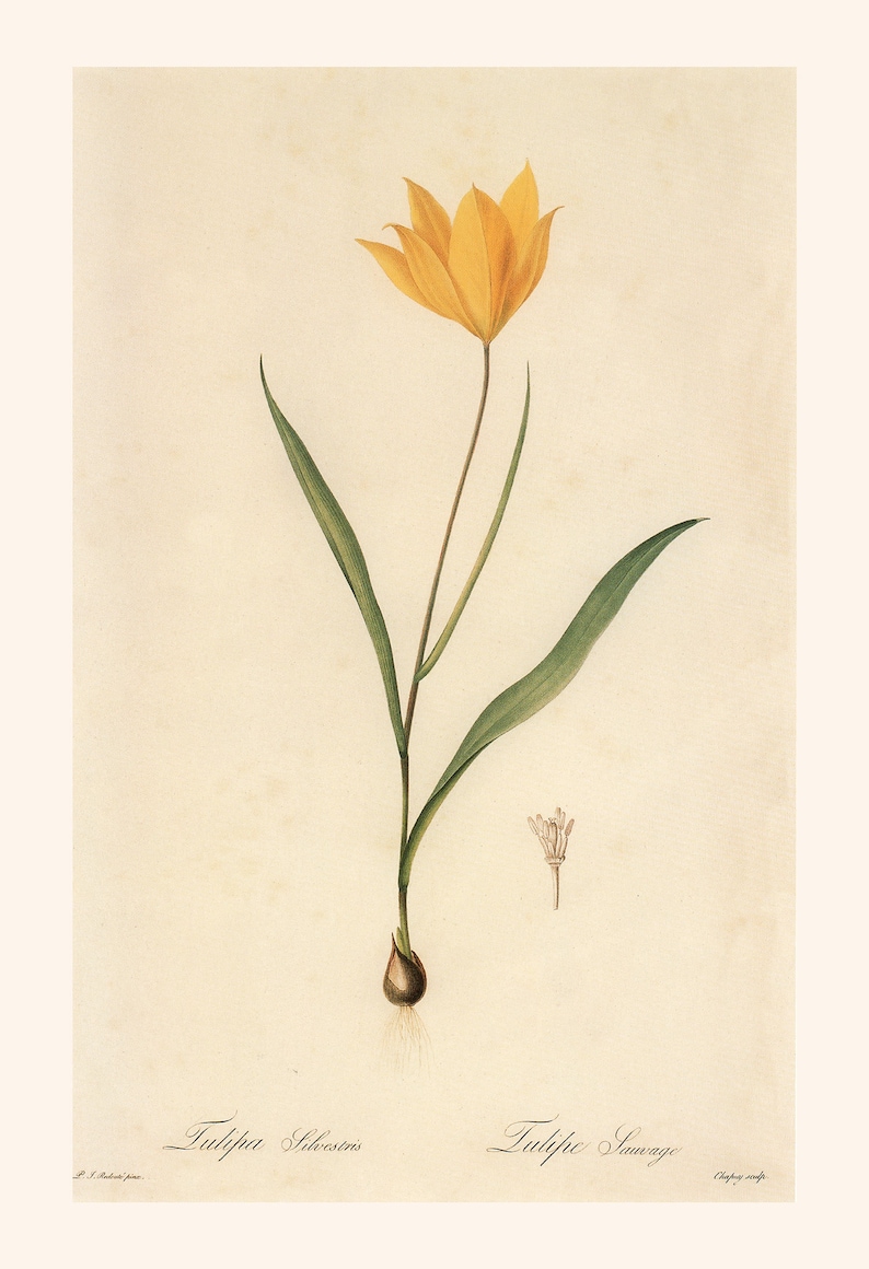 TULIP ART PRINT Wild Tulip Redouté Professional | Etsy