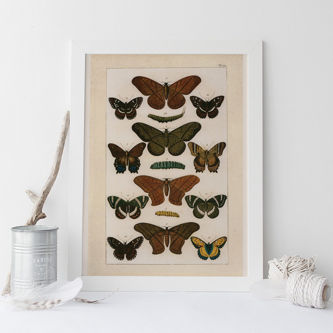 ANTIQUE BUTTERFLY PRINT, Beautiful Reproduction, Antique Nature Print ...