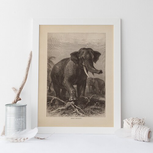 VINTAGE ELEPHANT POSTER Antique African Elephant Print - Etsy