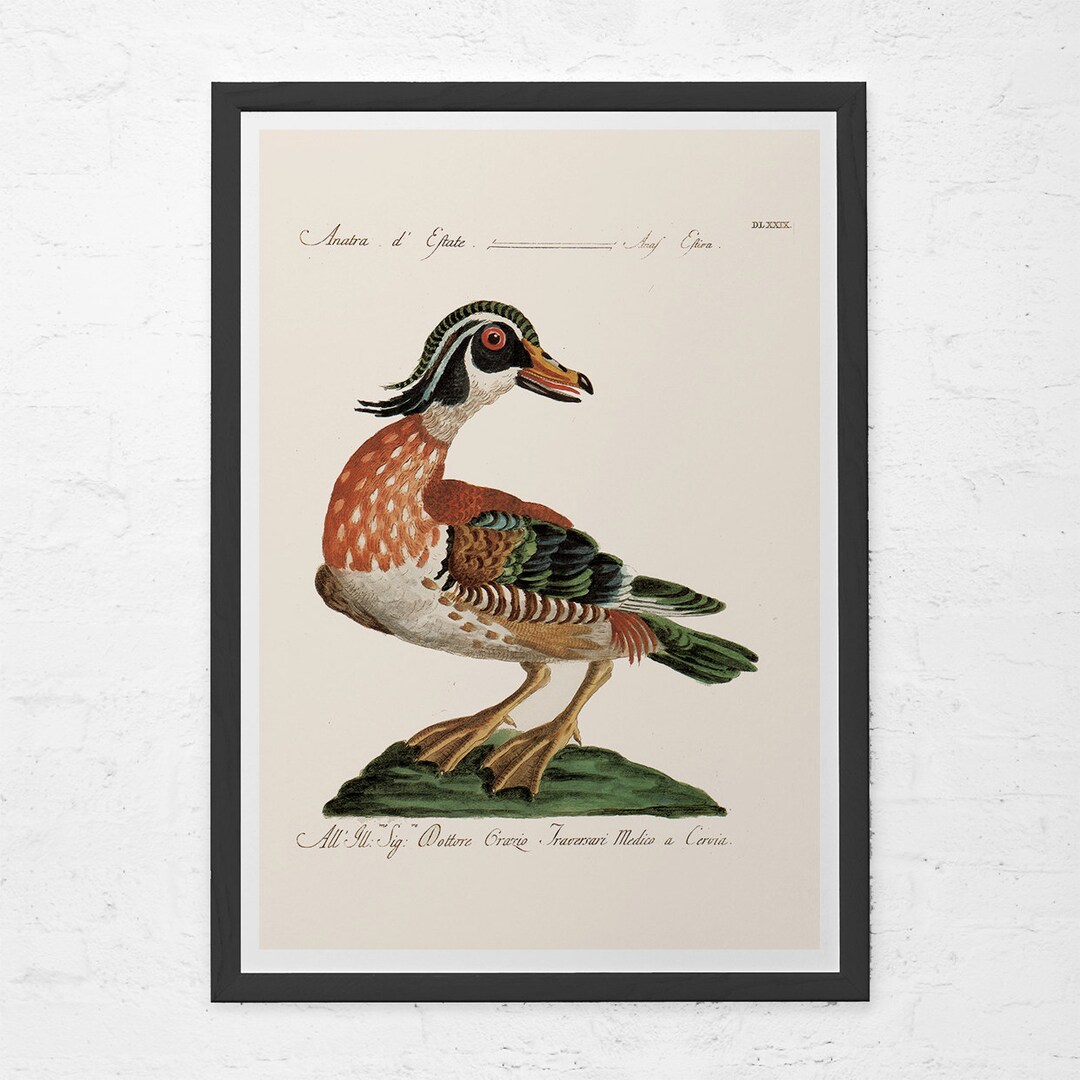 ANTIQUE DUCK PRINT, Vintage Ornithology Print, Antique Bird Print ...