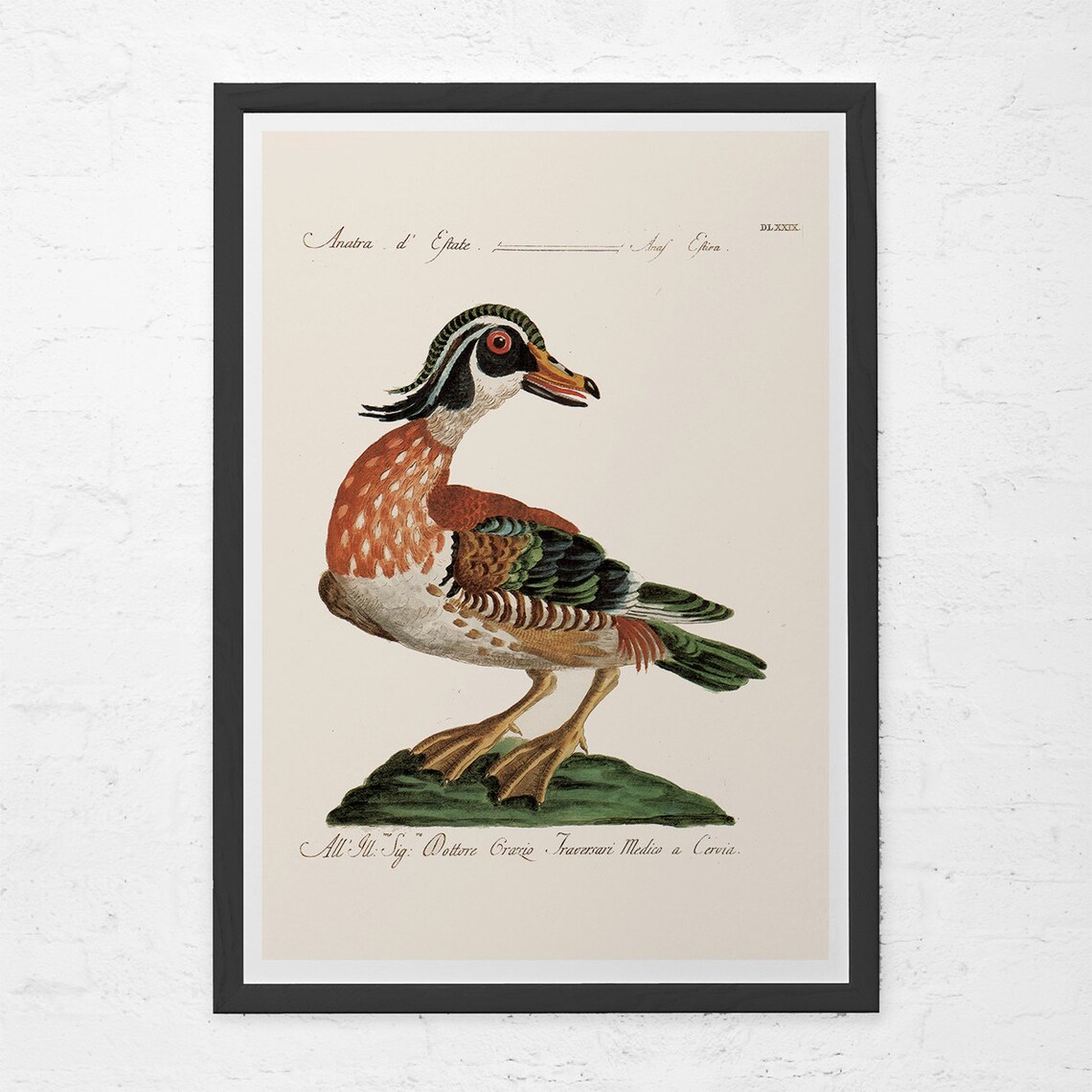 ANTIQUE DUCK PRINT Vintage Ornithology Print Antique Bird - Etsy