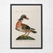 ANTIQUE DUCK PRINT, Vintage Ornithology Print, Antique Bird Print ...