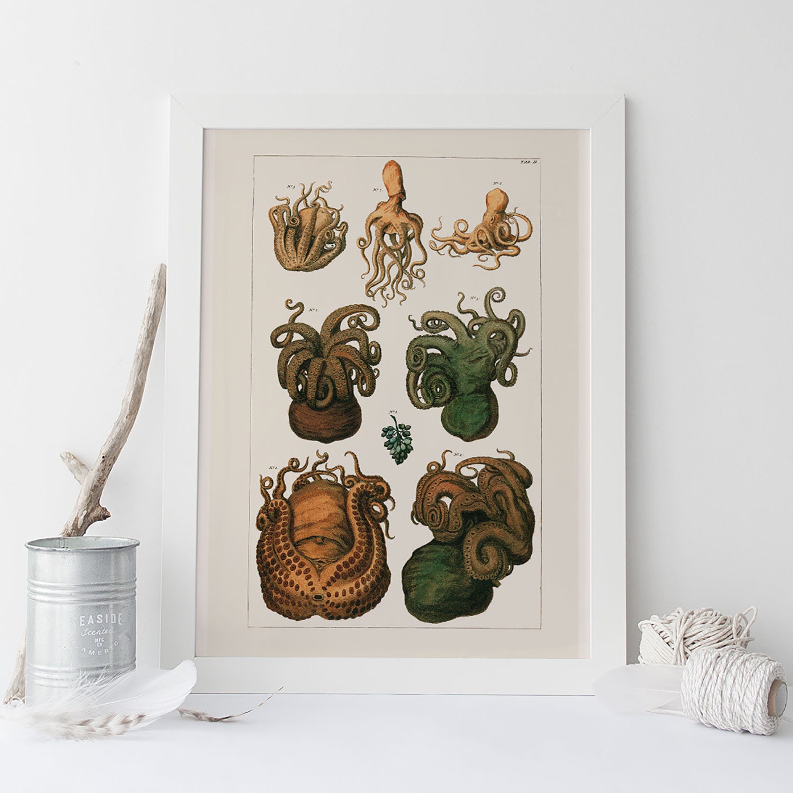 ANTIQUE OCTOPUS PRINT Antique Nautical Print Professional | Etsy