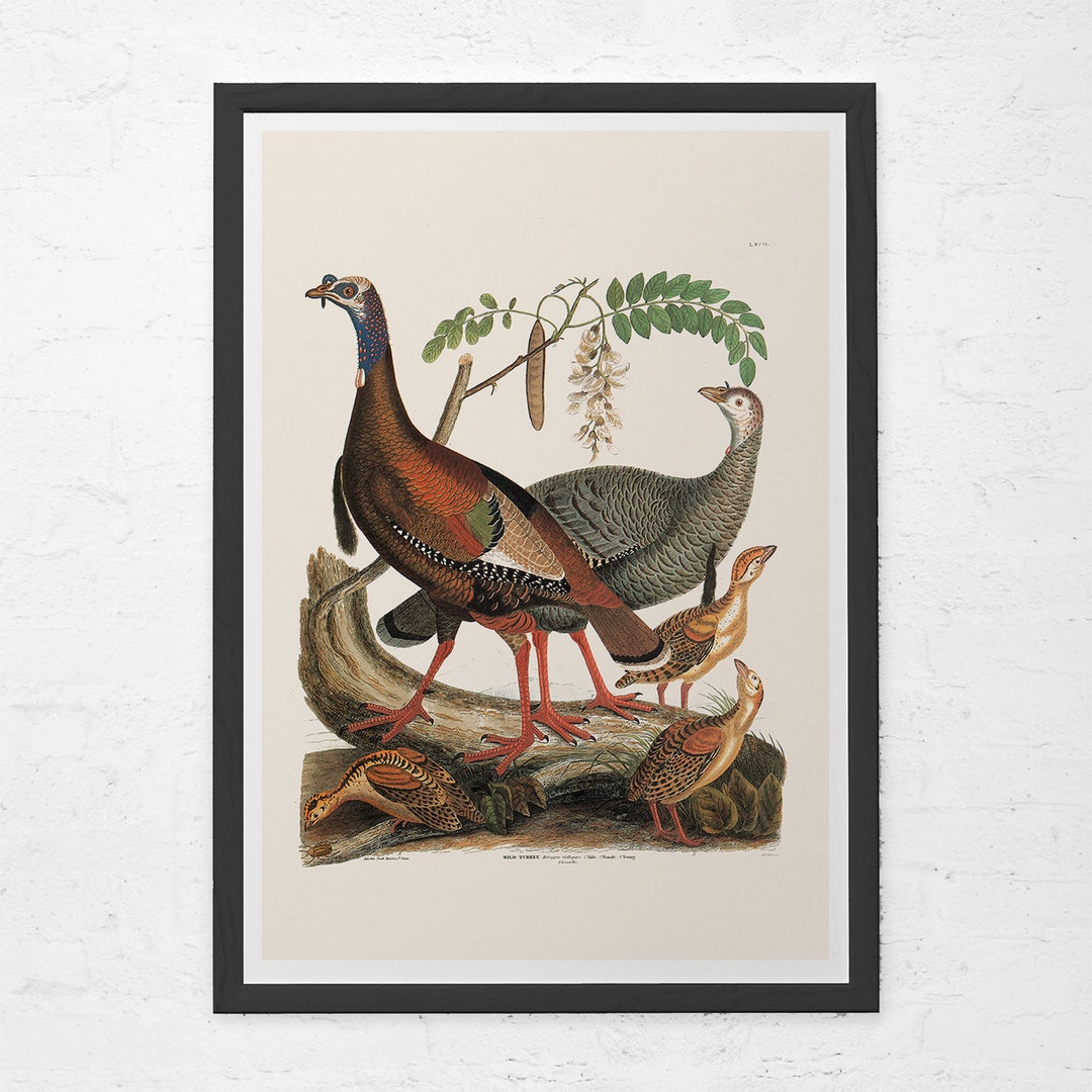ANTIQUE ORNITHOLOGY PRINT, Antique Bird Print, Wild Turkey Print ...