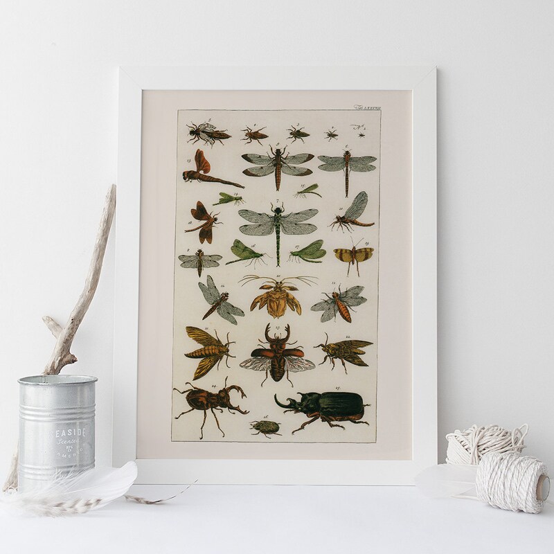 Antique Insect Print - Etsy