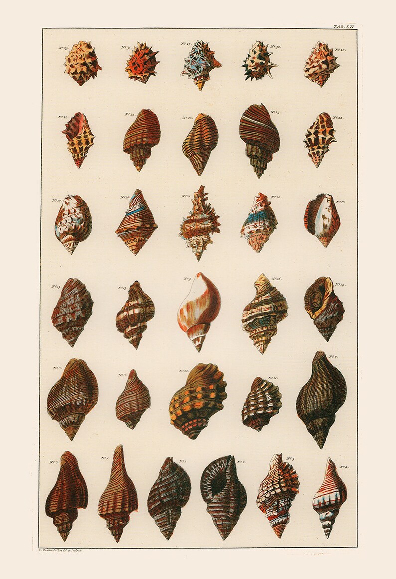 VINTAGE NAUTICAL PRINT Antique Seashell Print Professional - Etsy Canada