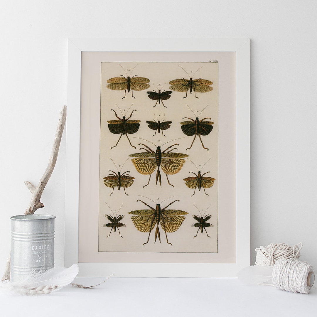 GEOMETRIC NATURE PRINT, Antique Nature Print, Insect Print Butterfly ...