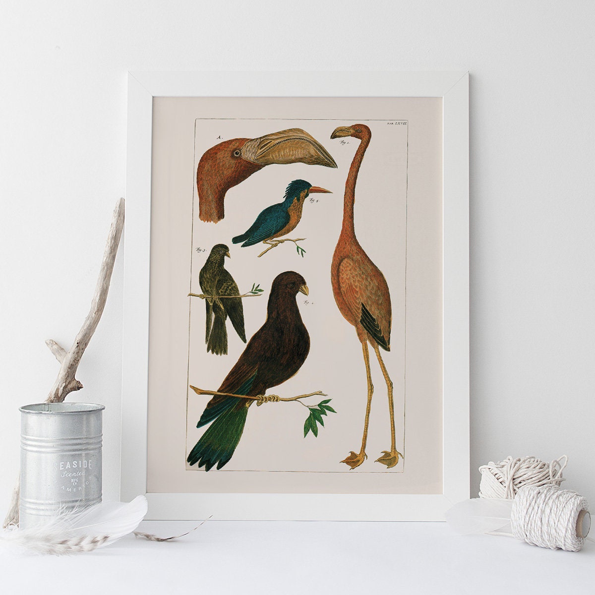 ANTIQUE ORNITHOLOGY PRINT Antique Nature Print Professional | Etsy