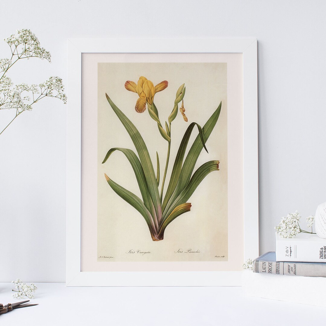 YELLOW IRIS POSTER, Variegated Iris, French Garden, Botanical Art, 1800 ...