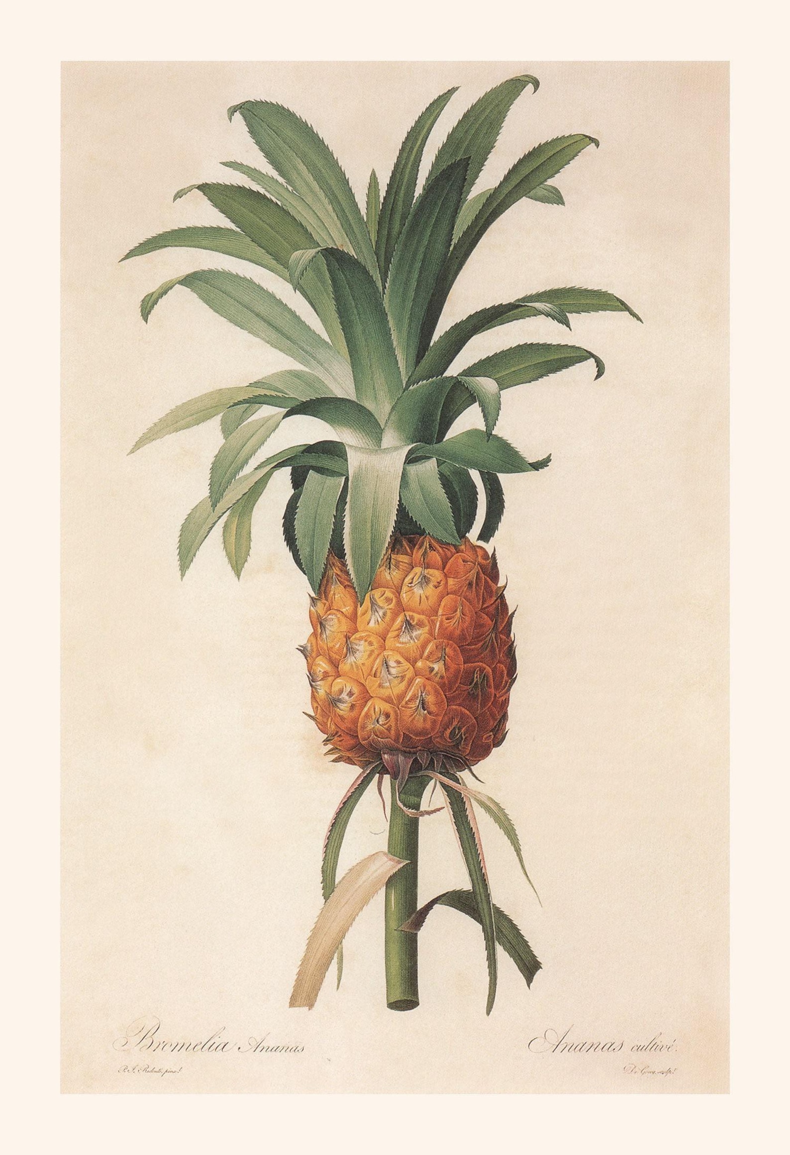 ANTIQUE PINEAPPLE PRINT, Pineapple, Professional Quality Giclée Print ...