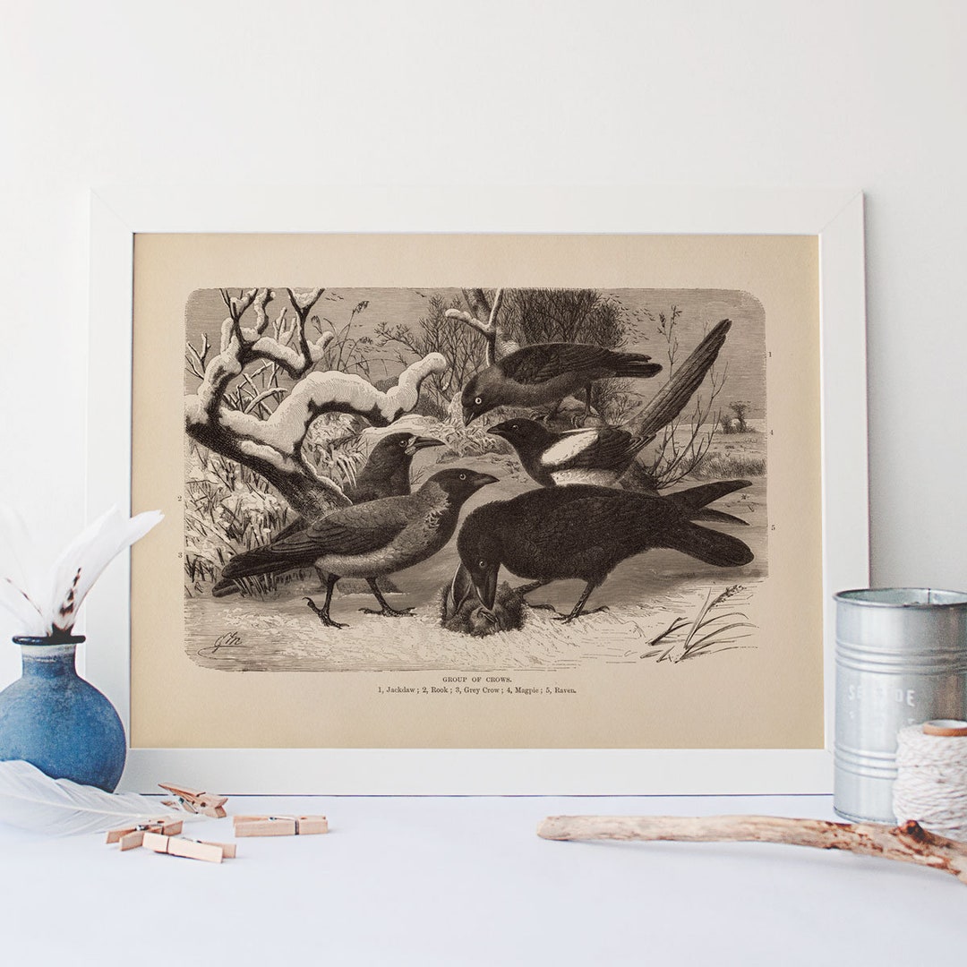 ANTIQUE BIRD PRINT Vintage Crows Print Antique Ornithology - Etsy