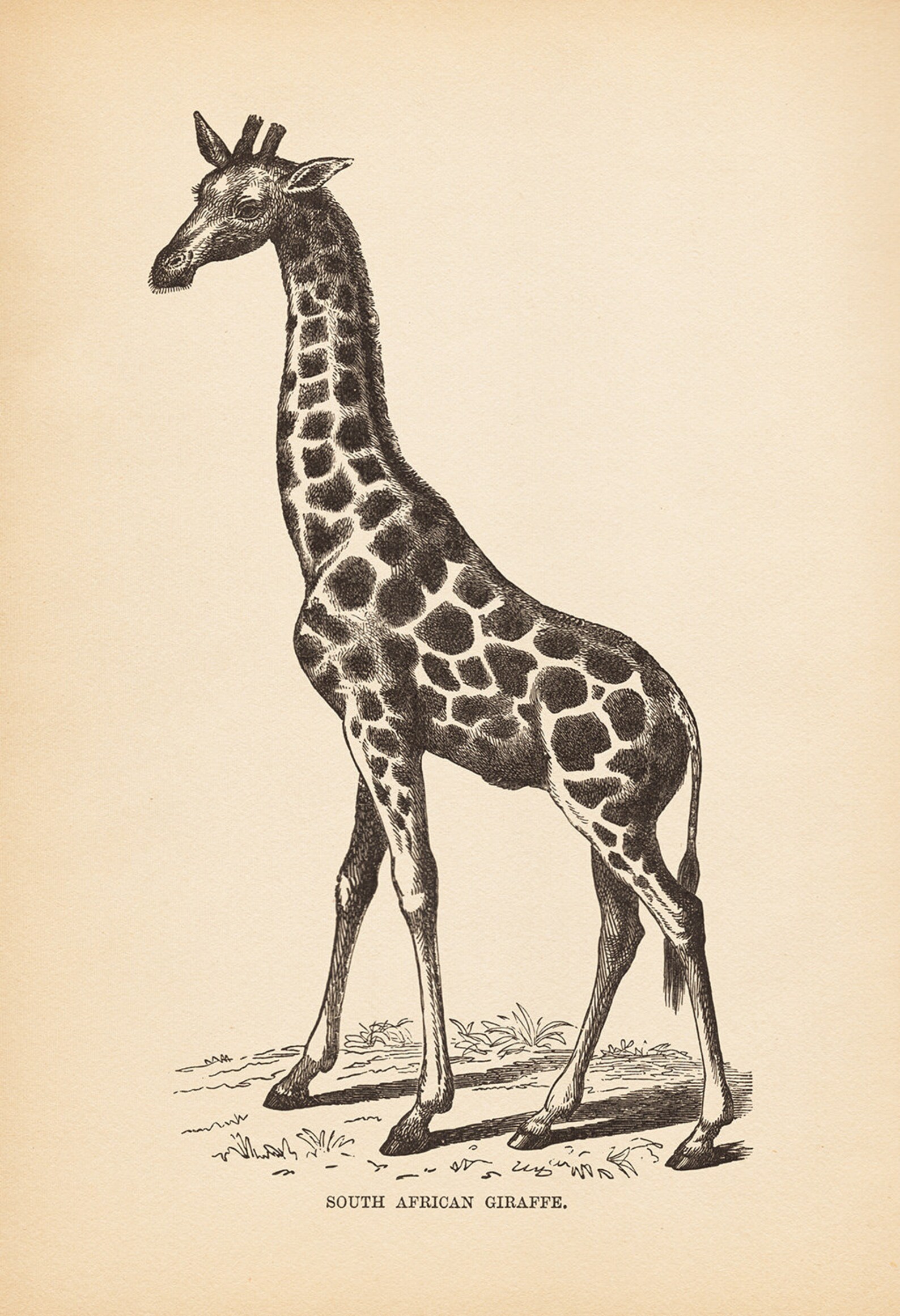GIRAFFE WALL ART South African Giraffe Print Antique | Etsy