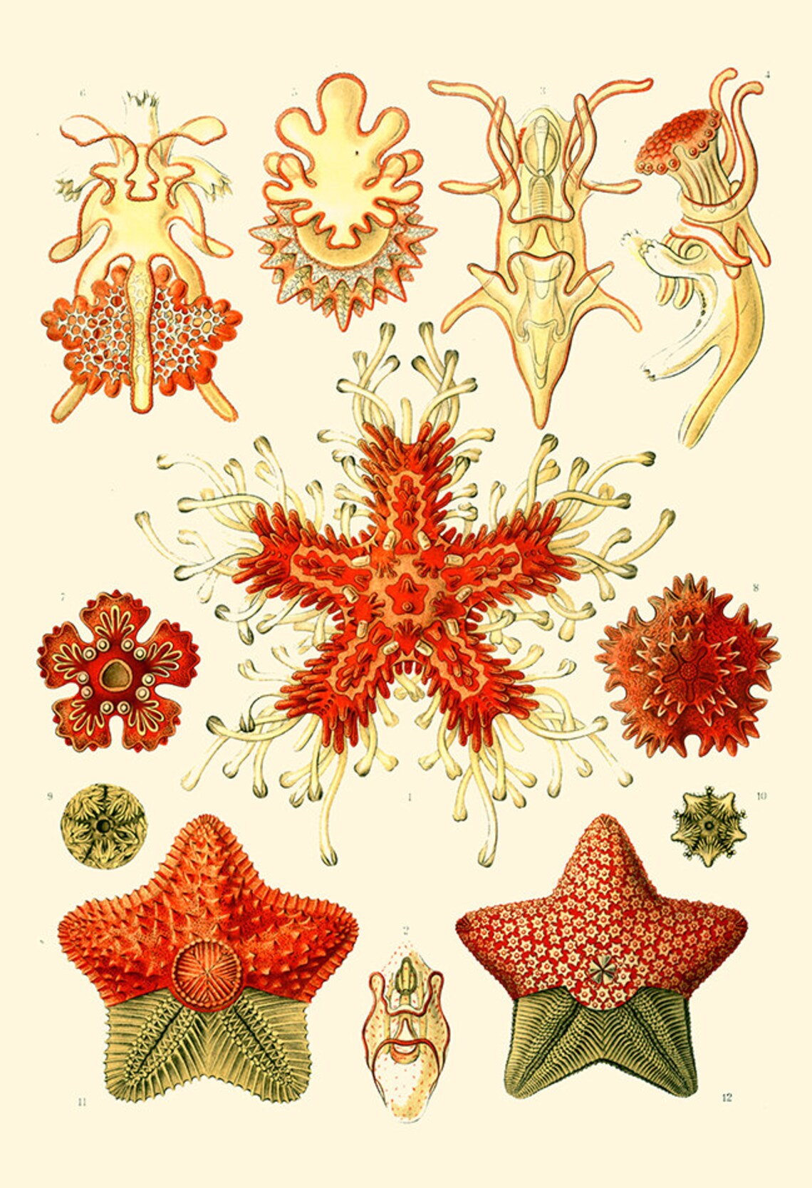 ANTIQUE NAUTICAL PRINT Ernst Haeckel Print Antique Nature - Etsy Canada