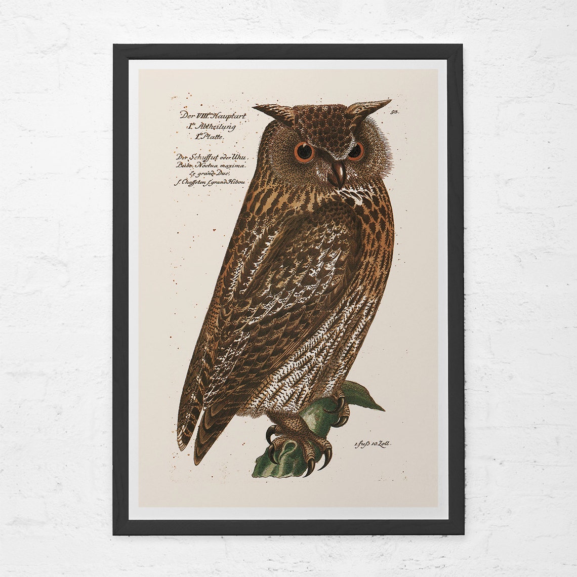ANTIQUE OWL PRINT Vintage Ornithology Print Antique Owl - Etsy Canada