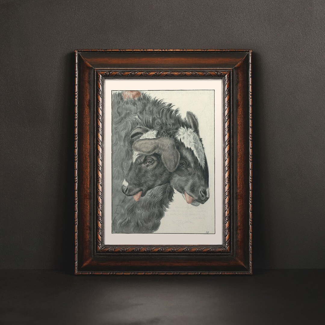 TWO HEADED SHEEP, Dark Academia Print, Strange Natural History Poster ...