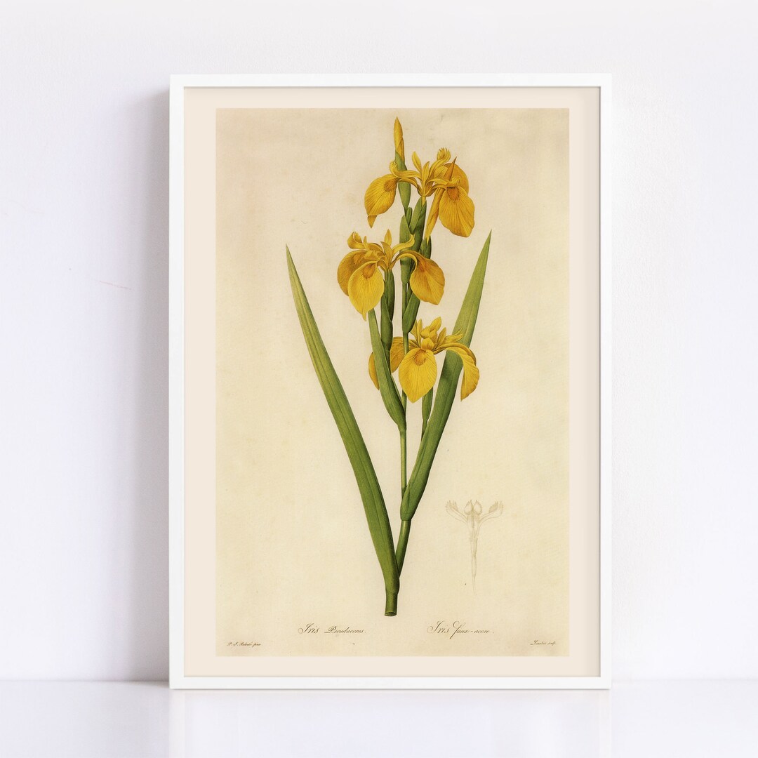 YELLOW FLAG FLOWER Print, Iris Pseudacorus Poster, Redouté, 19th ...