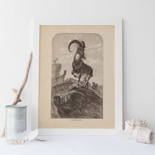 Arabian Ibex Poster - Etsy