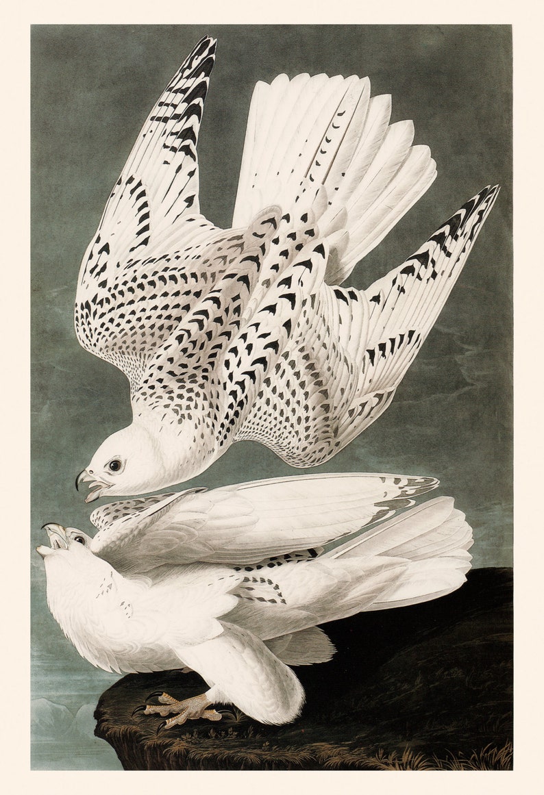 ANTIQUE DOVE PRINT Vintage Ornithology Print Antique Bird | Etsy