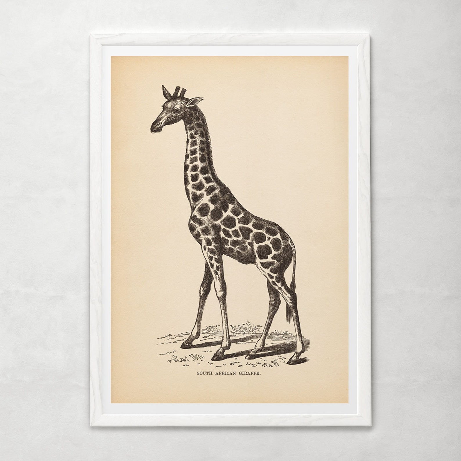 GIRAFFE WALL ART South African Giraffe Print Antique | Etsy
